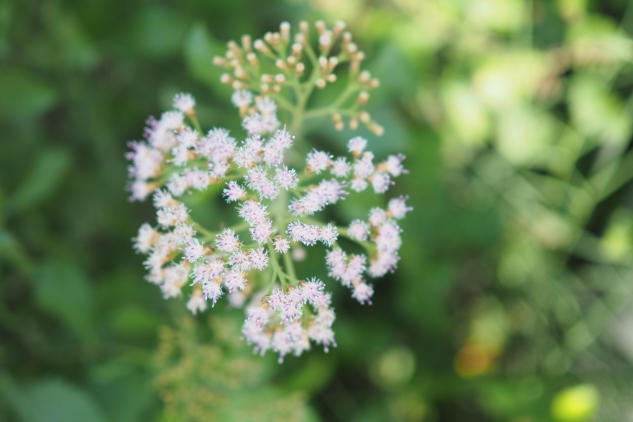 Kukka Luonne Puutarha - Ilmainen valokuva Pixabayssa - Pixabay