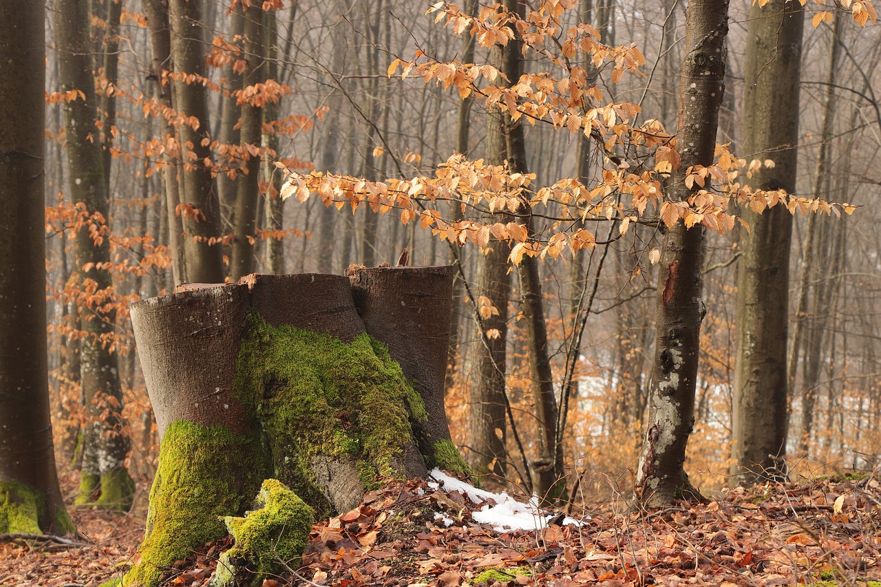Stump Wood Tree - Free photo on Pixabay