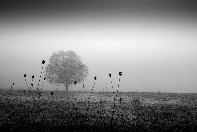 Black Metal Tree Fog - Free photo on Pixabay - Pixabay