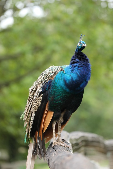 Bird Peacock Ornamental - Free photo on Pixabay