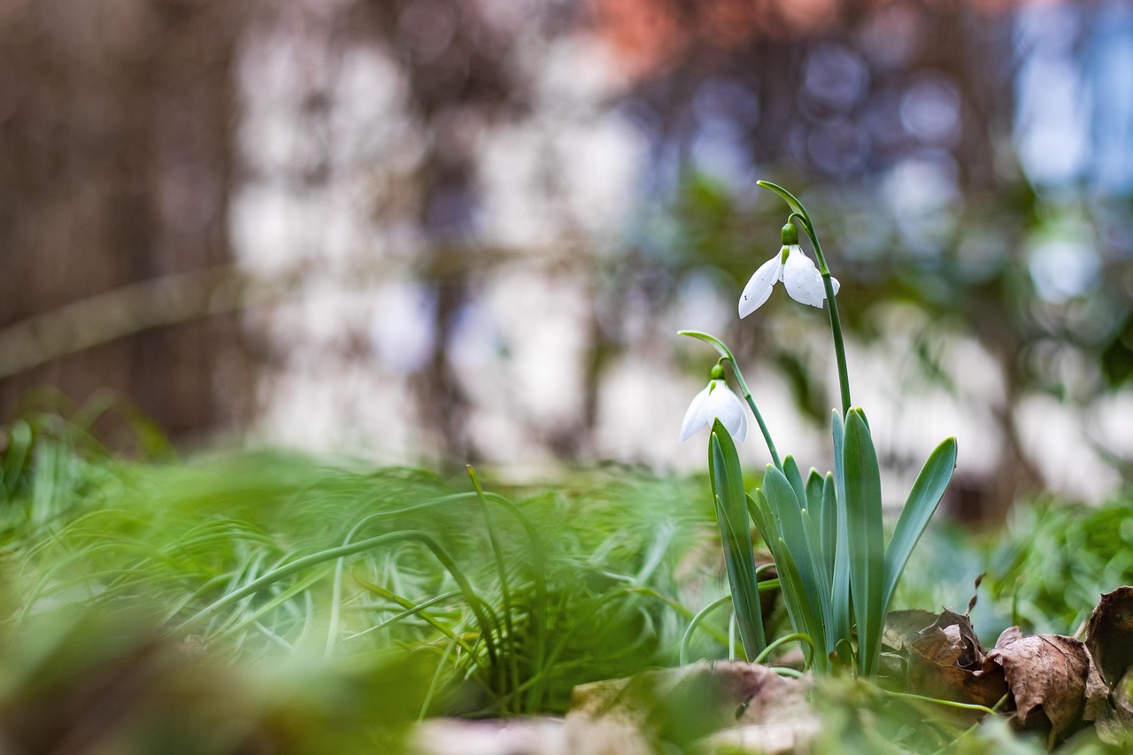 Fleur Perce-Neige Le Printemps - Photo gratuite sur Pixabay - Pixabay