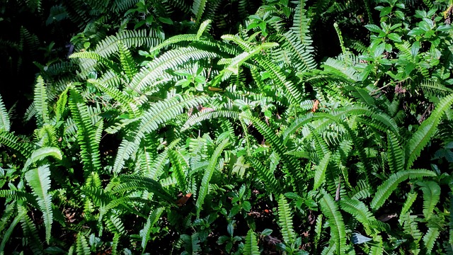 Ferns Green Natural - Free photo on Pixabay - Pixabay