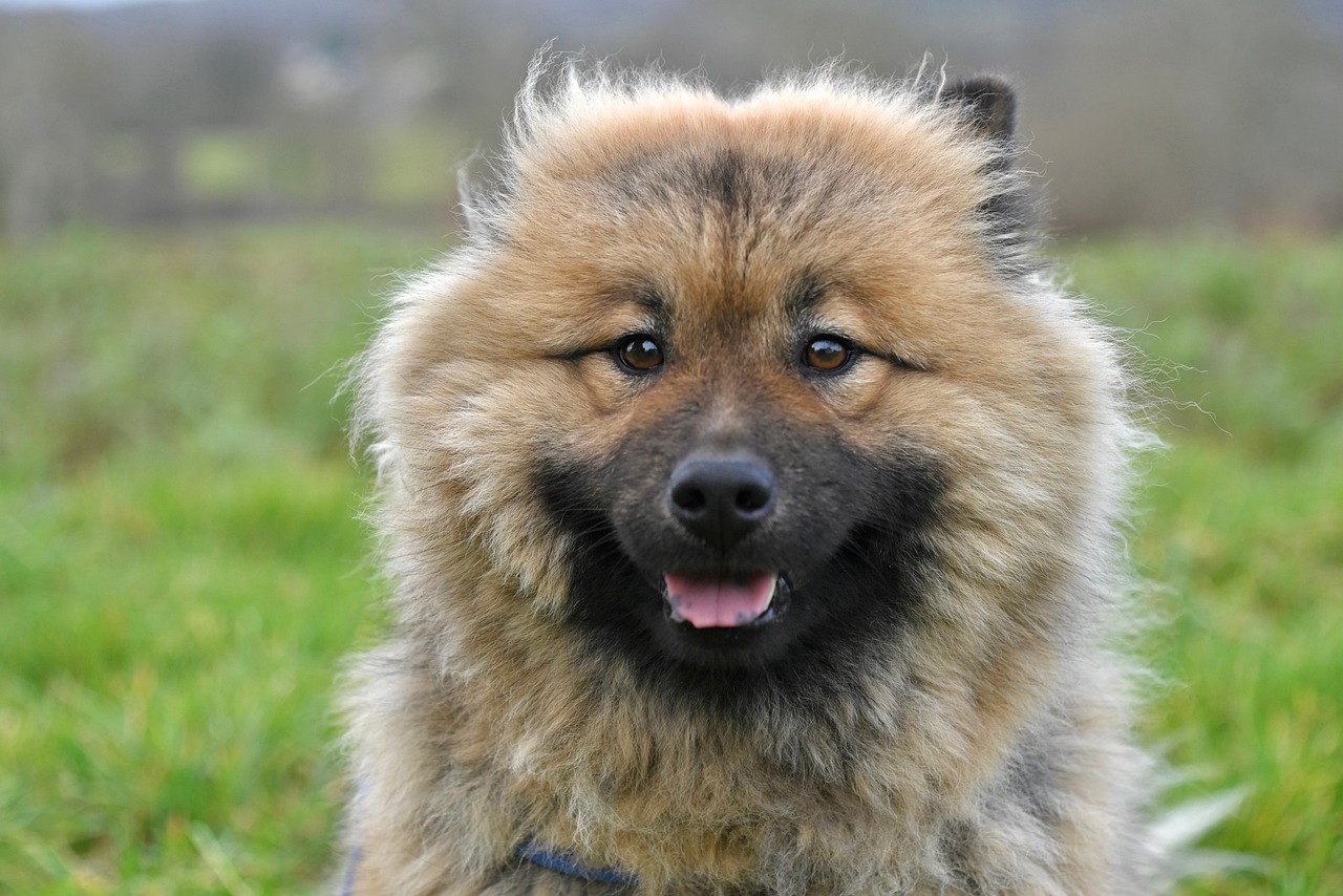 Perro Canino Mamífero - Foto gratis en Pixabay - Pixabay