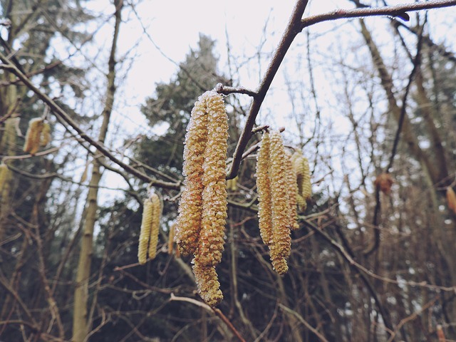 Blossoms Spring Hazelnut - Free photo on Pixabay