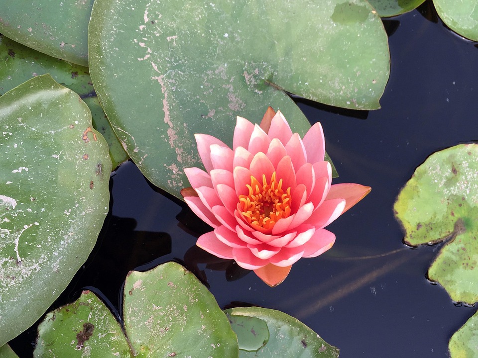 Flower Water Lily Bloom - Free photo on Pixabay