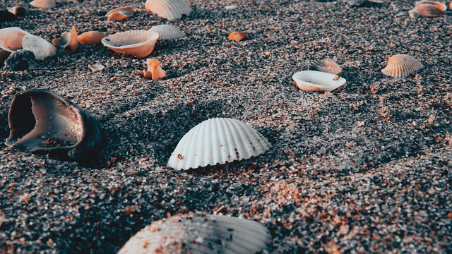 Coquillage Sable Plage - Photo gratuite sur Pixabay - Pixabay