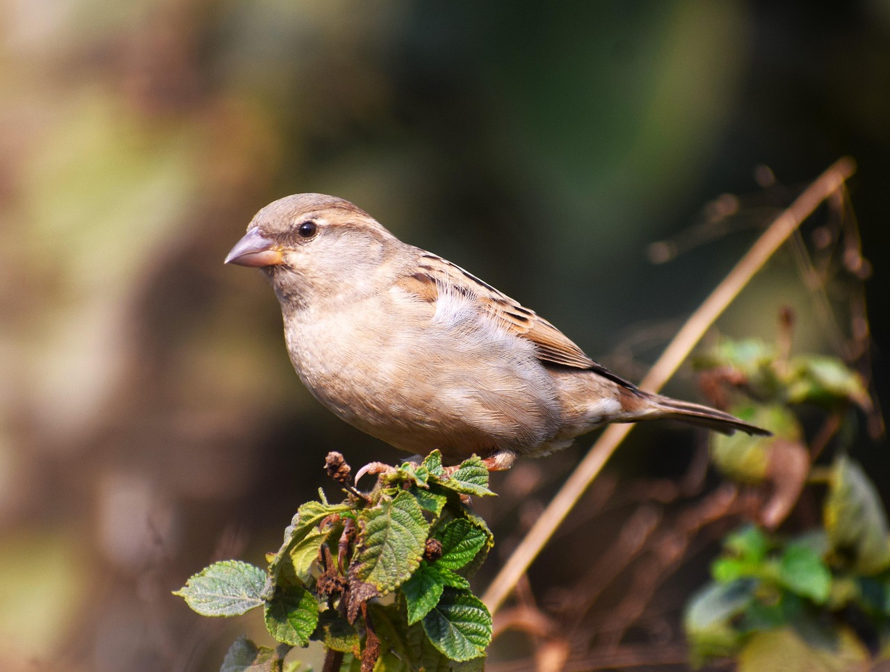 Bird Nature Beak - Free photo on Pixabay