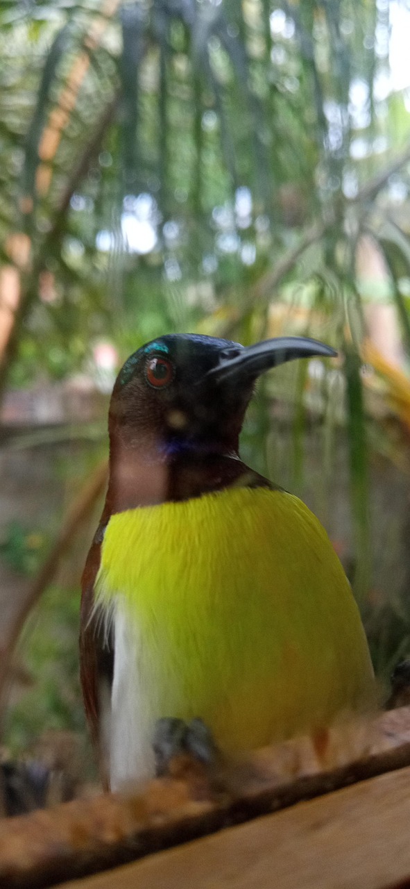 Pájaro Ornitología Fauna Silvestre - Foto gratis en Pixabay - Pixabay