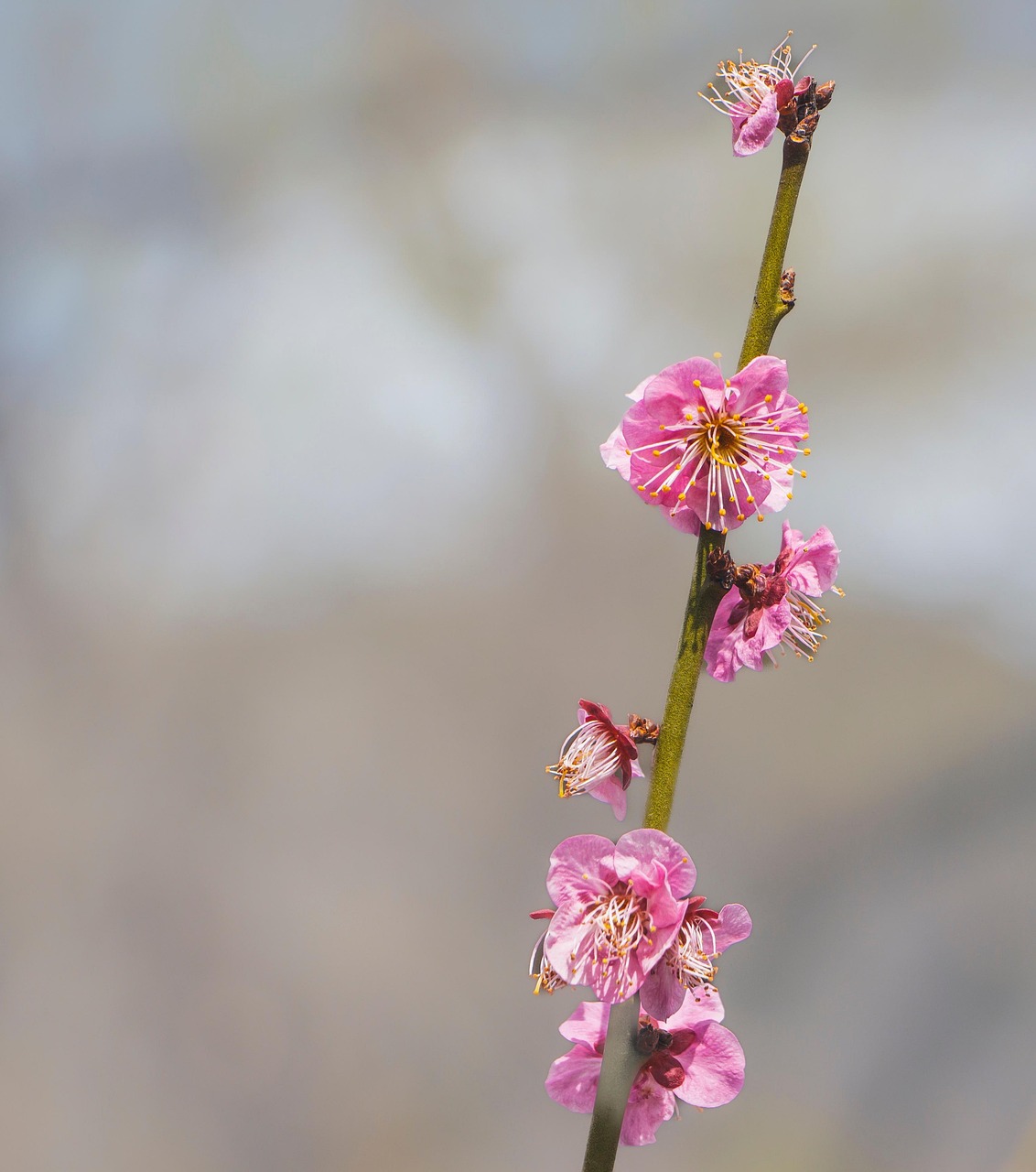 Flowers Peach Blossom Petals - Free photo on Pixabay