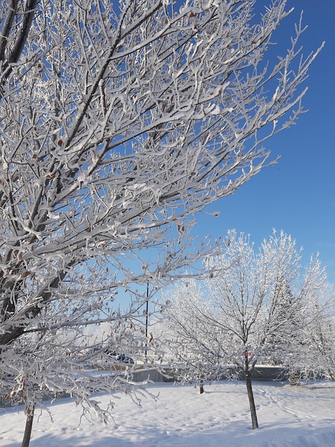 Snowy Trees White Winter - Free photo on Pixabay