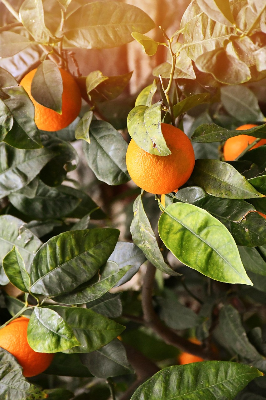 Orange Des Fruits Frais - Photo gratuite sur Pixabay - Pixabay