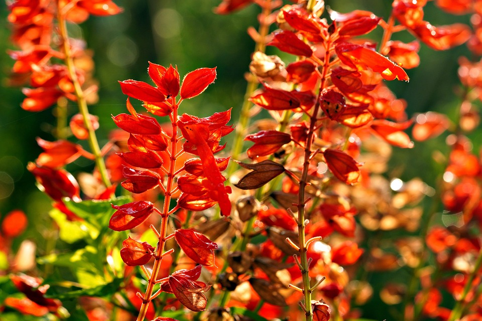 Flower Celosia Flora - Free photo on Pixabay