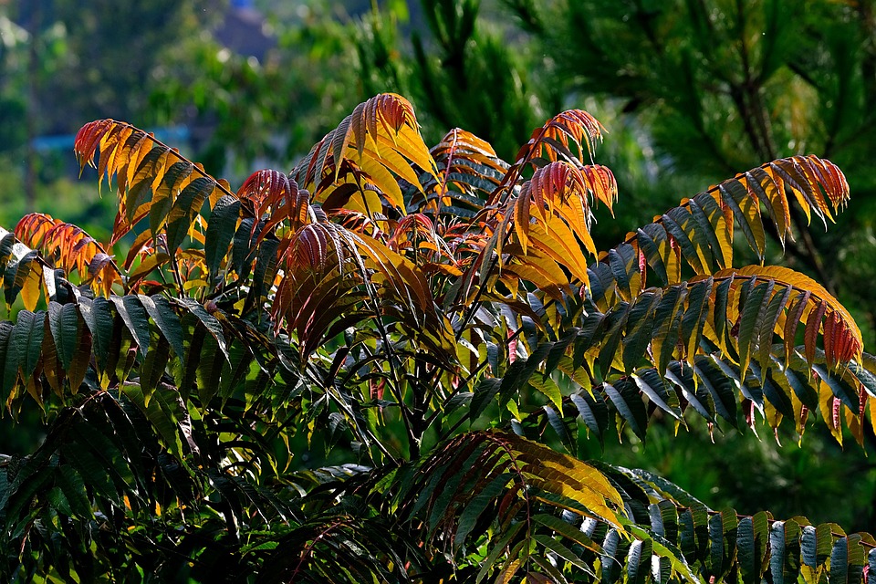 Daun Muda Pohon Alam - Foto gratis di Pixabay