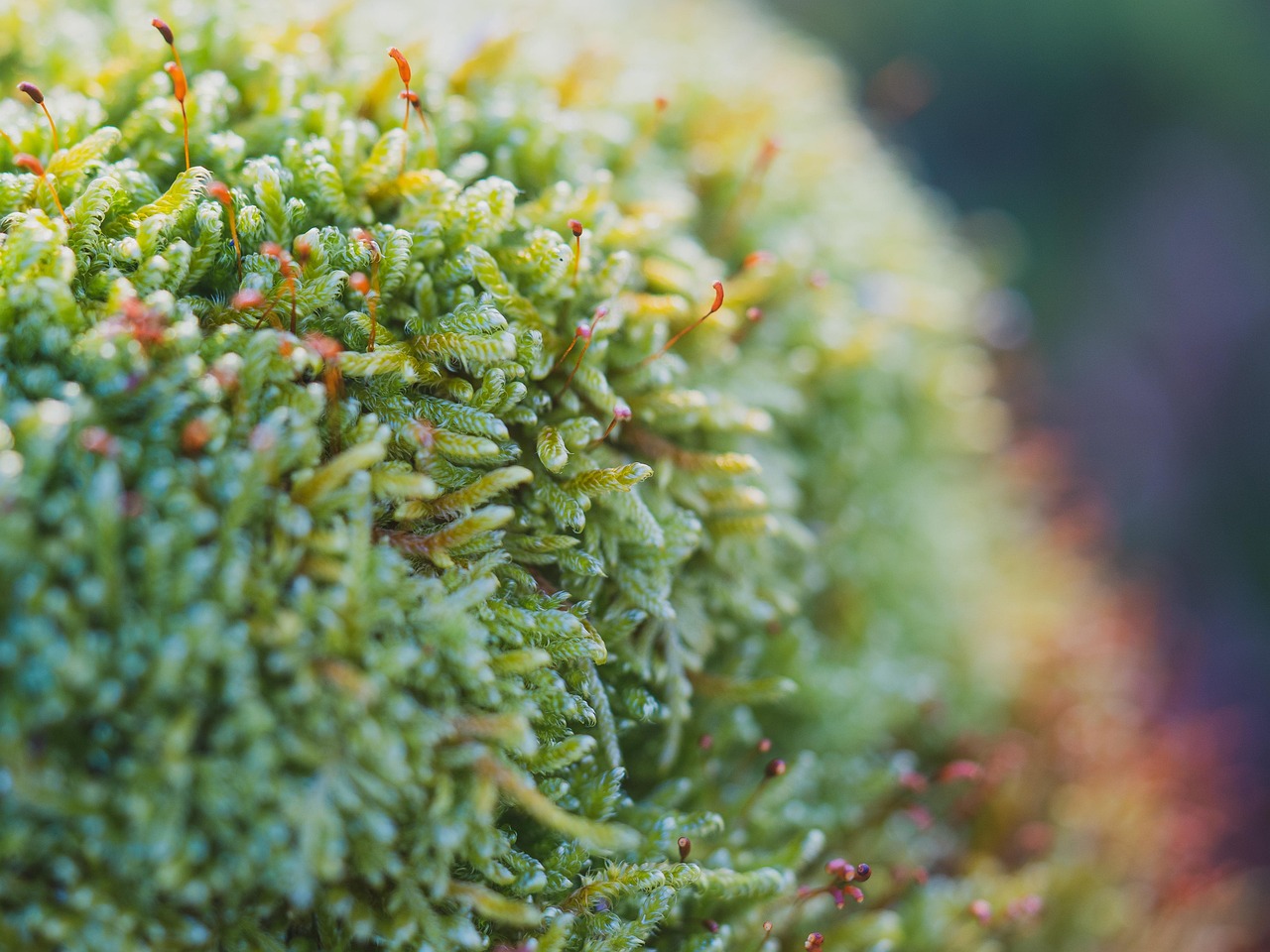 Musgo Macro Bosque - Foto gratis en Pixabay - Pixabay