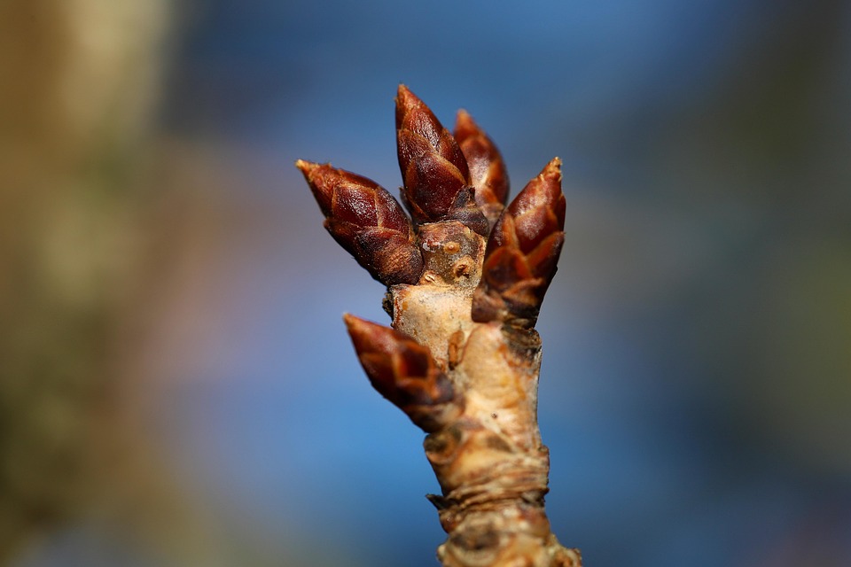 Bourgeon Branche Croissance Le - Photo gratuite sur Pixabay