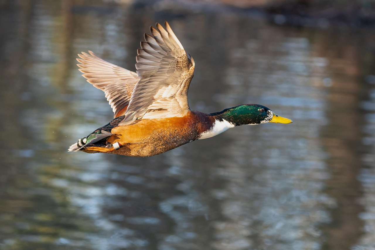 Silueta De Pato Real Volador Descarga Par De Patos En Vuelo Con Cielo