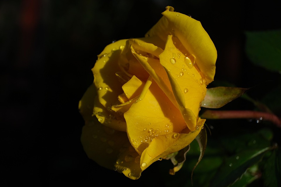 黄花 黄玫瑰 玫瑰 - Pixabay上的免费照片 - Pixabay