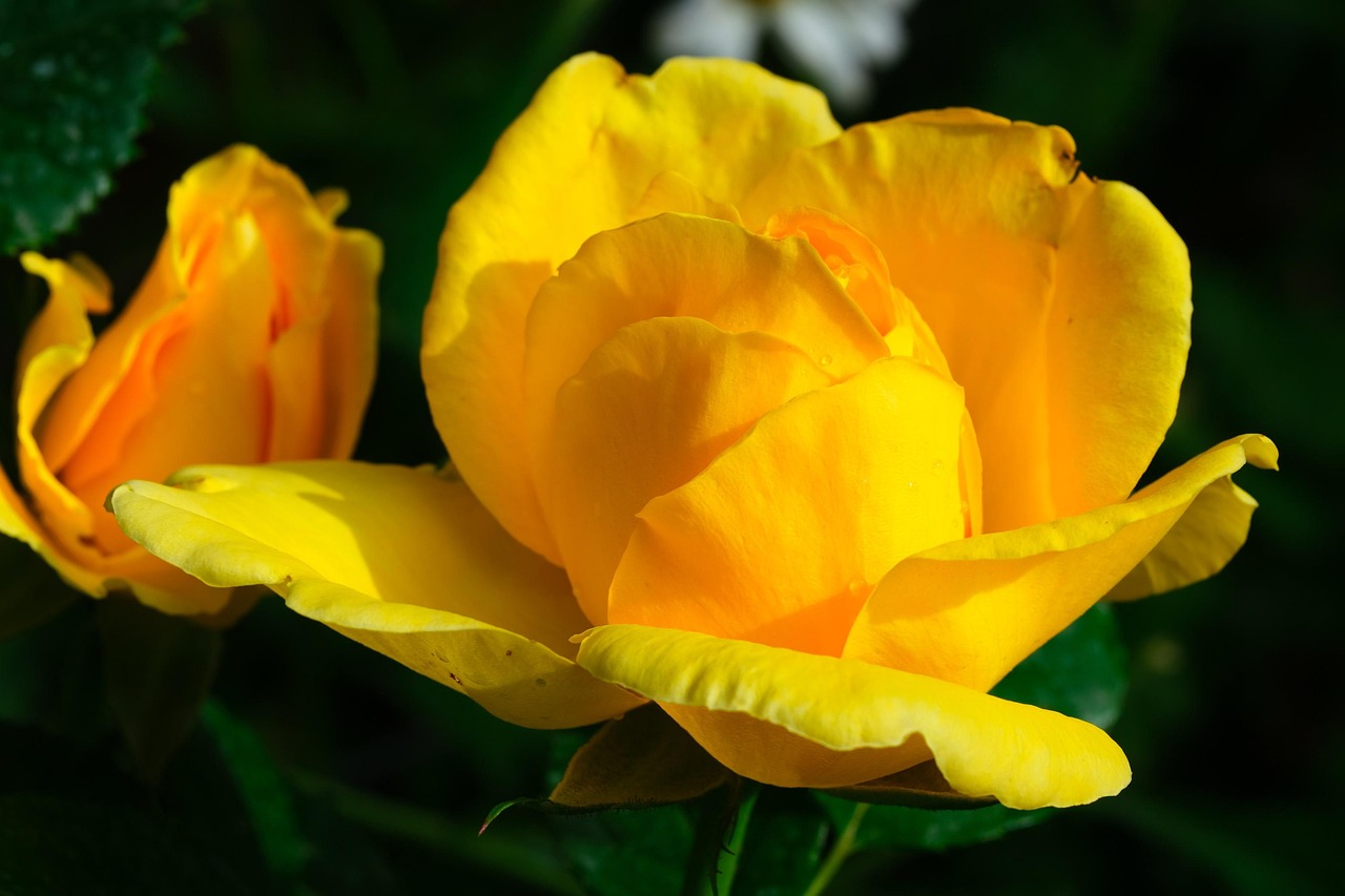 Yellow Flower Rose - Free photo on Pixabay - Pixabay