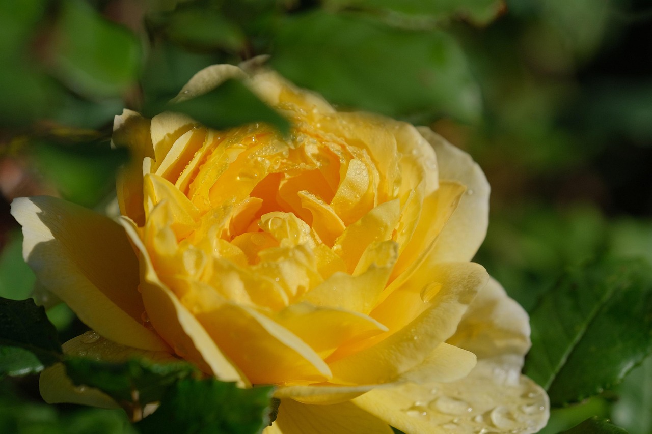 Single Yellow Rose Wallpaper