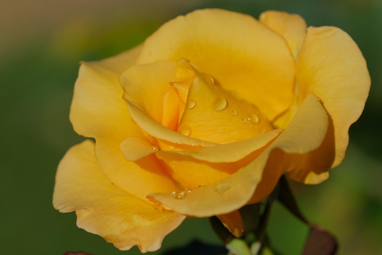 Single Yellow Rose Wallpaper