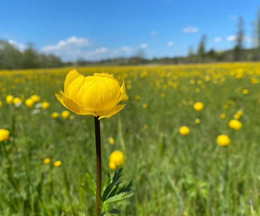 Blume Gelb Fruhling