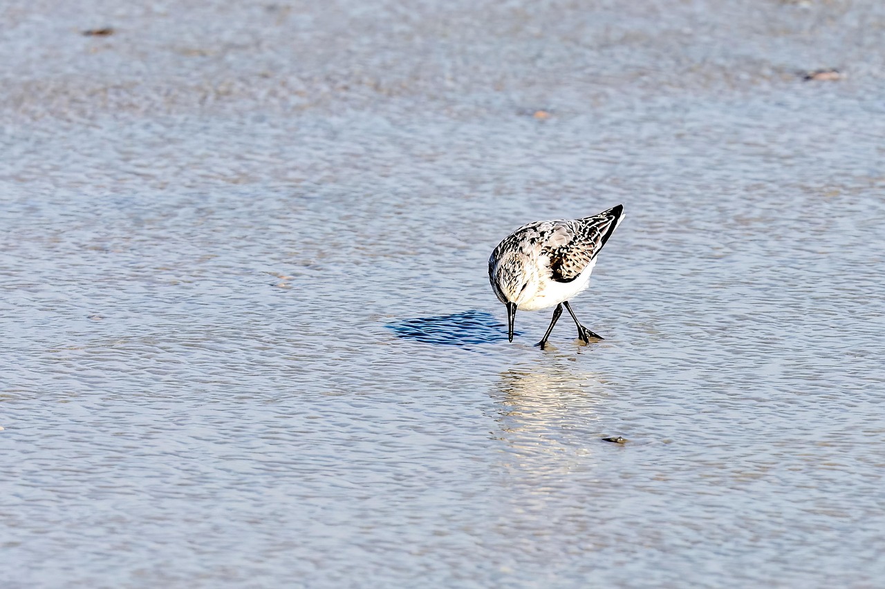 Oiseau Besogne Assignée Mer - Photo gratuite sur Pixabay - Pixabay