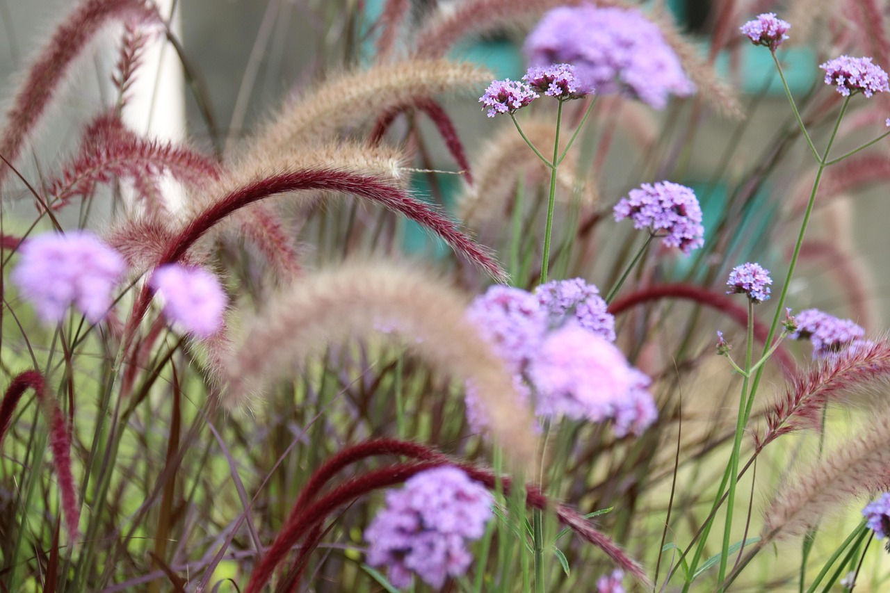 Fleurs Sauvages Pourpres - Photo gratuite sur Pixabay - Pixabay