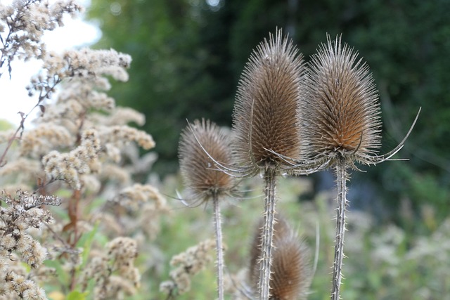 Cardo Plantar Natureza - Foto gratuita no Pixabay - Pixabay