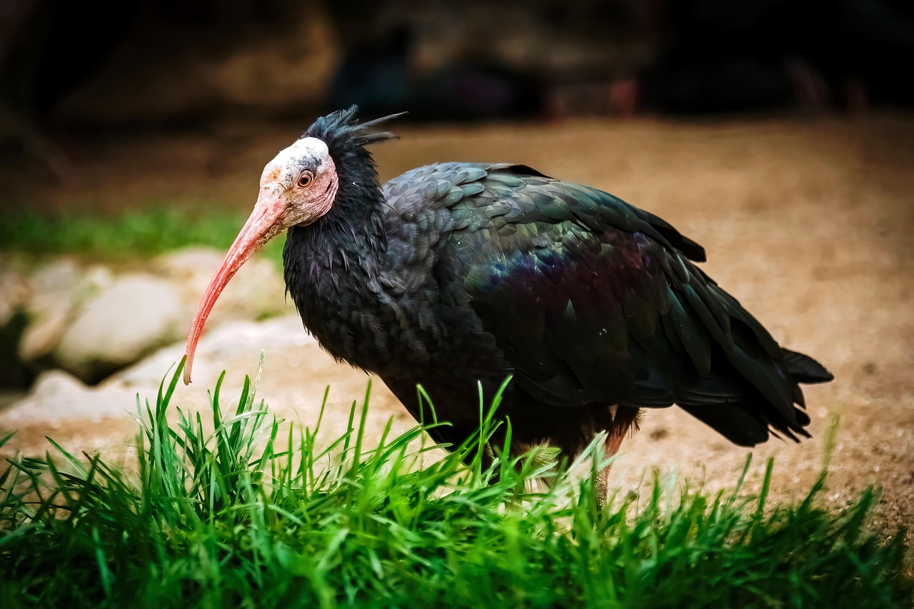 Noordelijke Kale Ibis Marokko - Gratis foto op Pixabay - Pixabay
