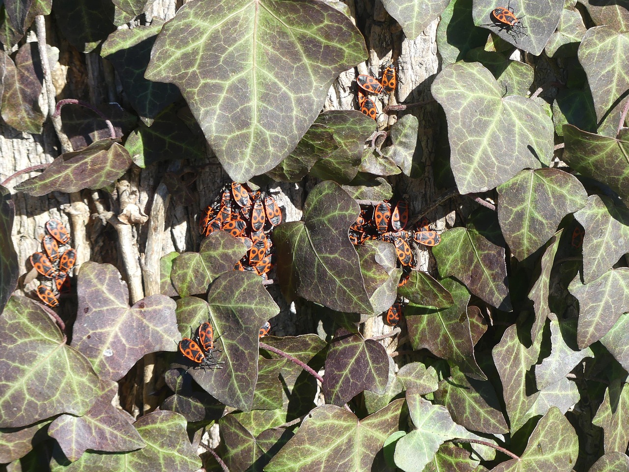 Ivy Leaves Bug - Free photo on Pixabay - Pixabay