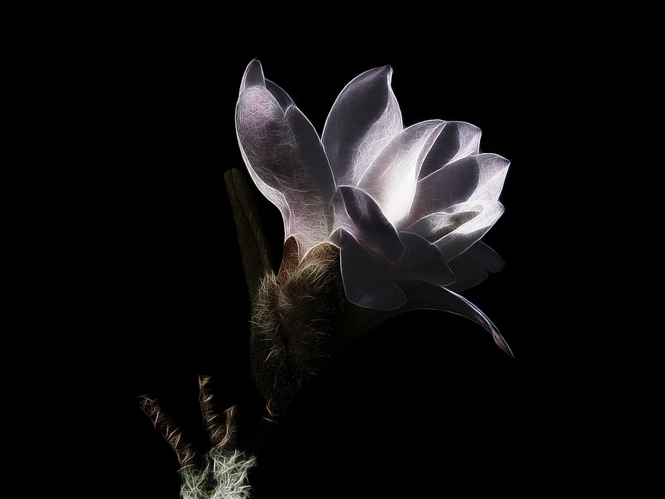Star Magnolia Fractalius Flower - Free photo on Pixabay - Pixabay