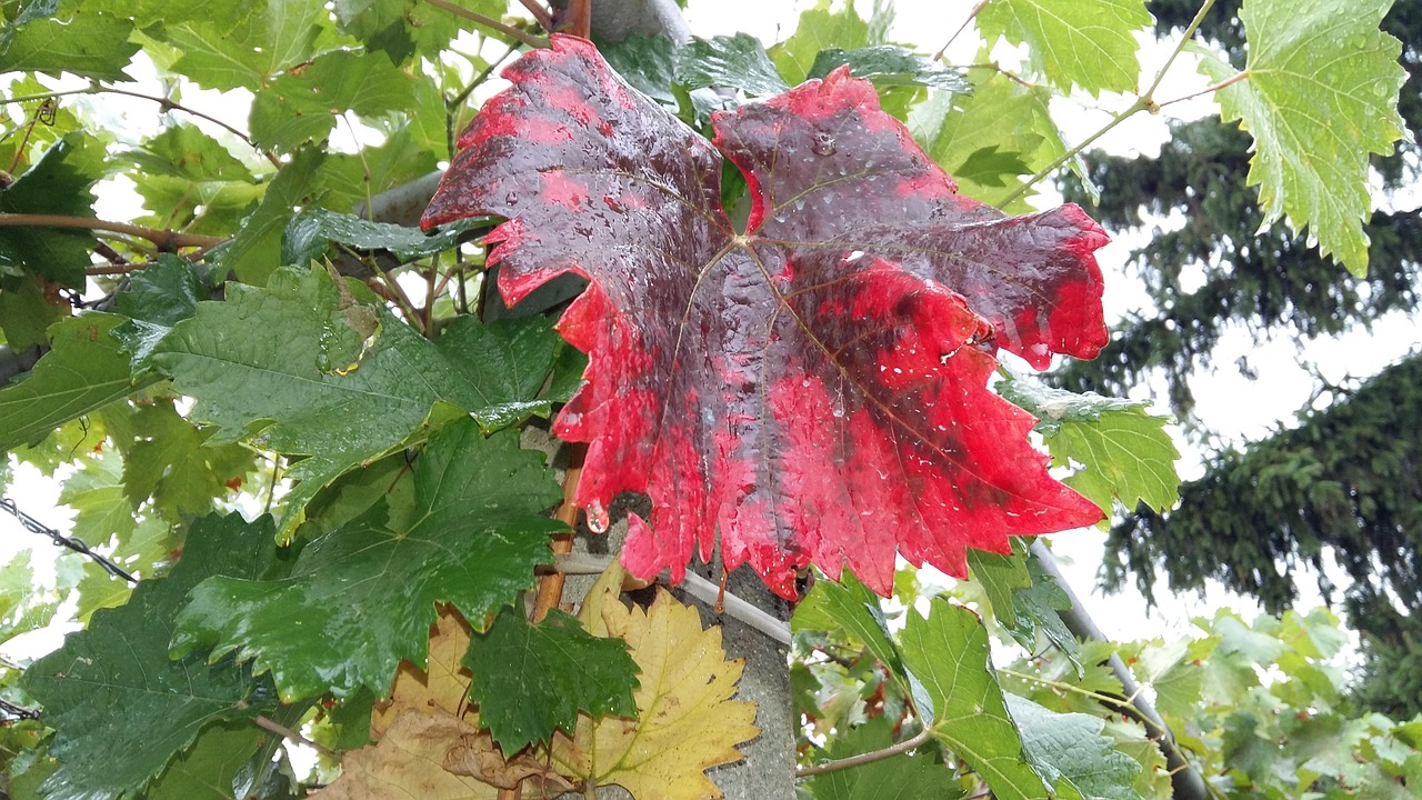 Autumn Red Leaves - Free photo on Pixabay - Pixabay