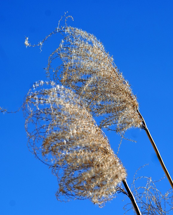Ornamental Grass Pampas Free Photo On Pixabay