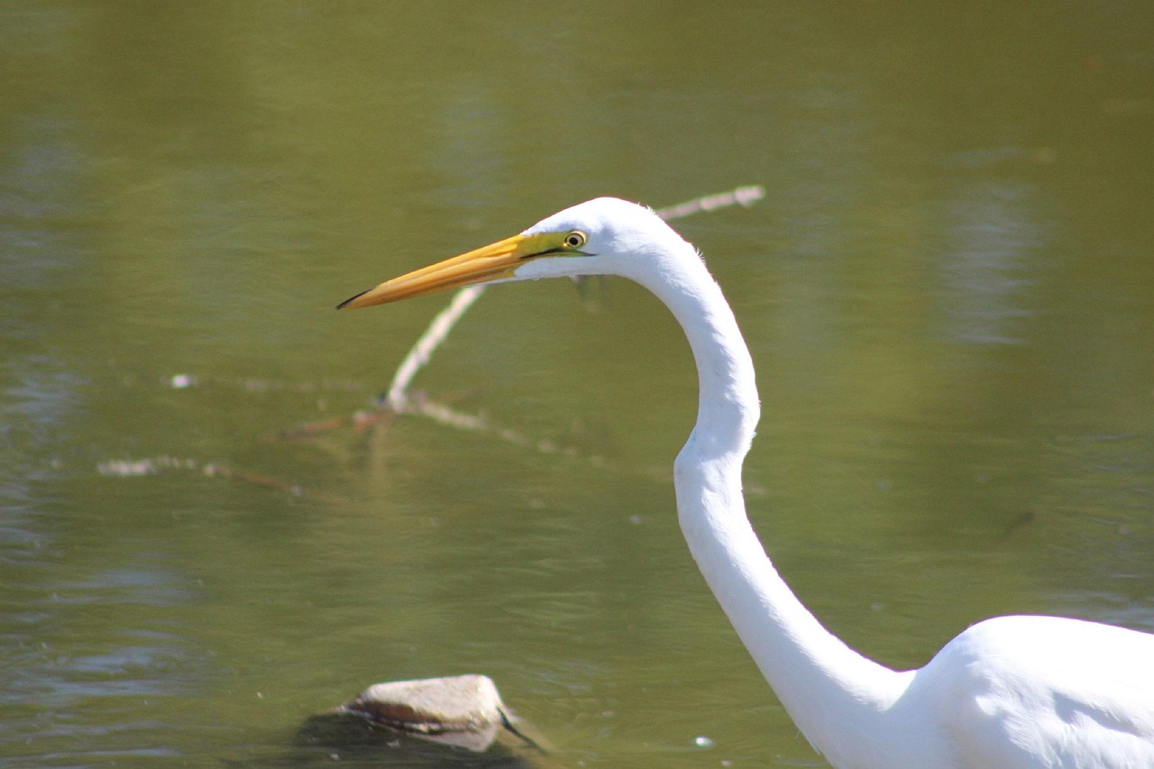 Bird Egret River - Free photo on Pixabay
