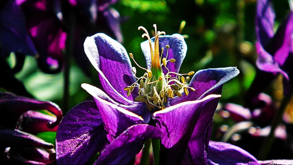 Eagles Flowers Garden - Free photo on Pixabay