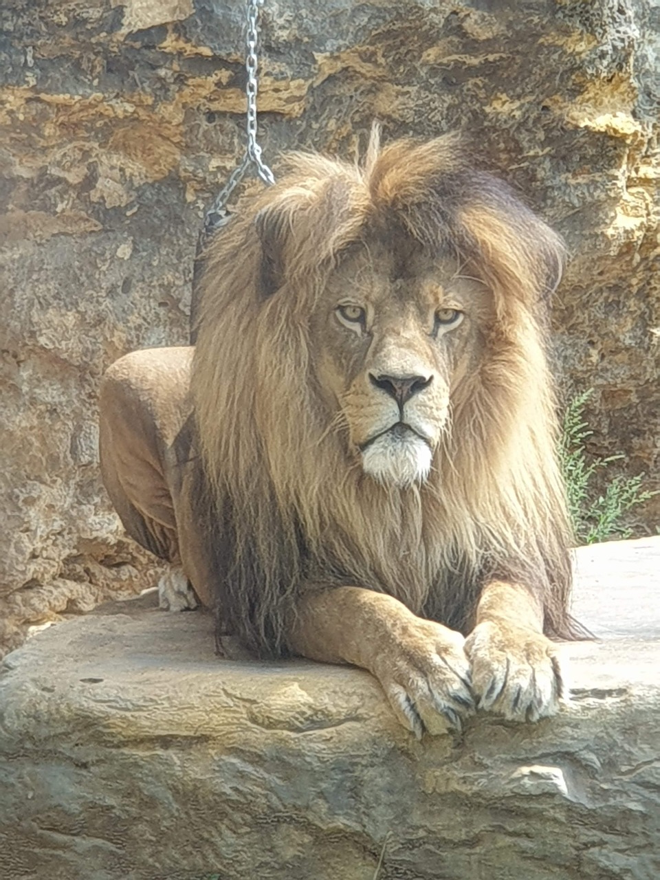 Animal Natureza Leão - Foto gratuita no Pixabay - Pixabay