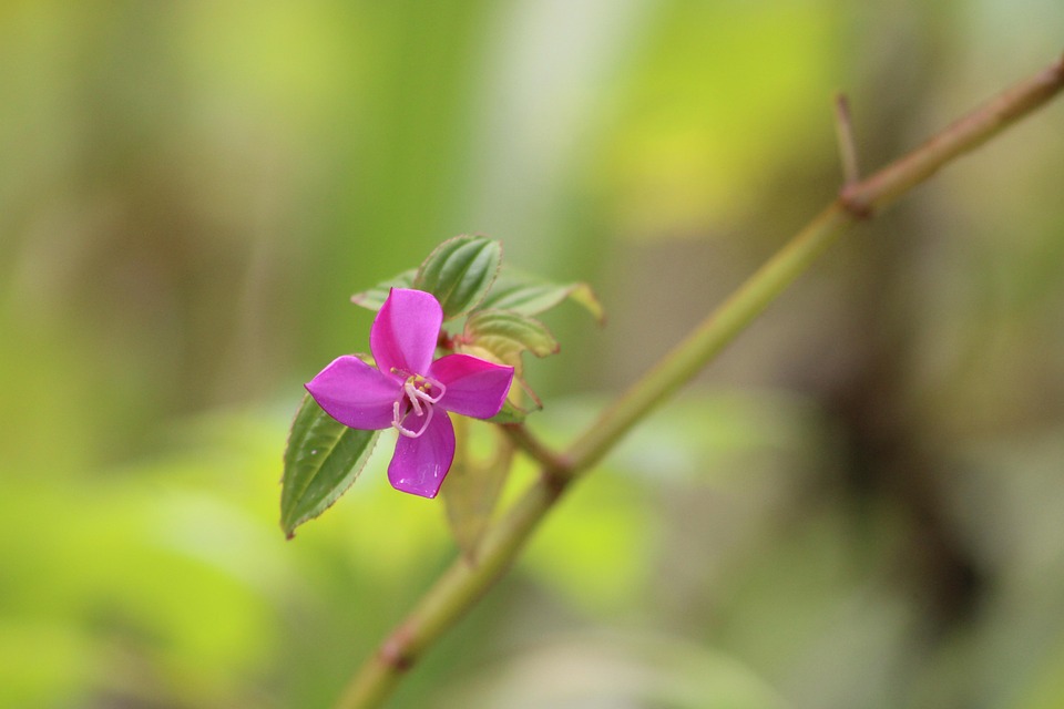 Panama Caribbean Flower - Free photo on Pixabay - Pixabay