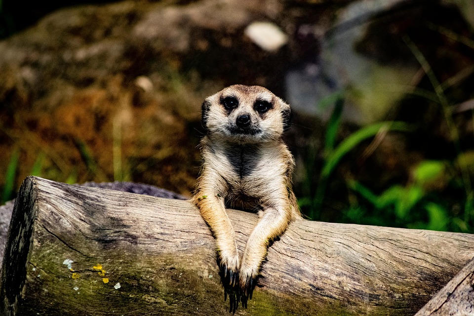 Meerkat Wildlife Animal - Free photo on Pixabay - Pixabay