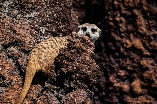 Meerkat Animal Mammal - Free photo on Pixabay