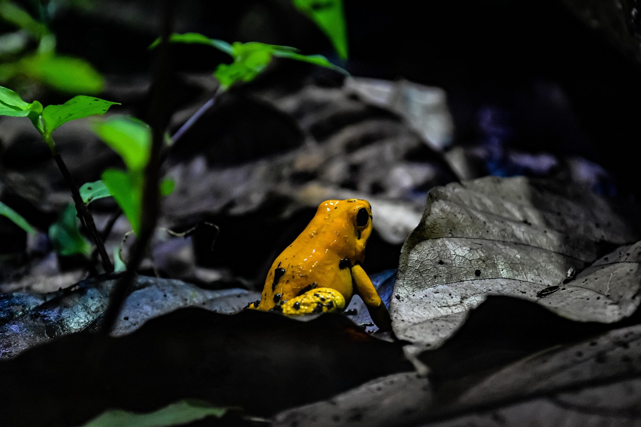 8,000+ Free Rana René & Frog Images - Pixabay