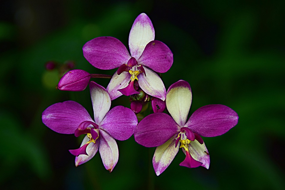 Orchidée De Terre Fleurs La Nature - Photo gratuite sur Pixabay - Pixabay