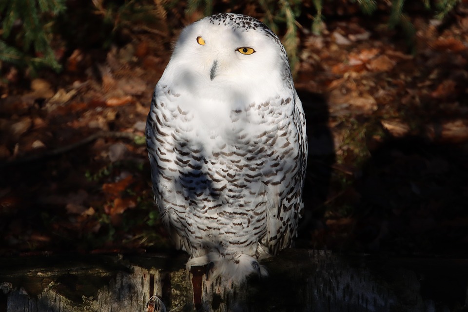 Oiseau Hibou Harfang Des Neiges - Photo gratuite sur Pixabay