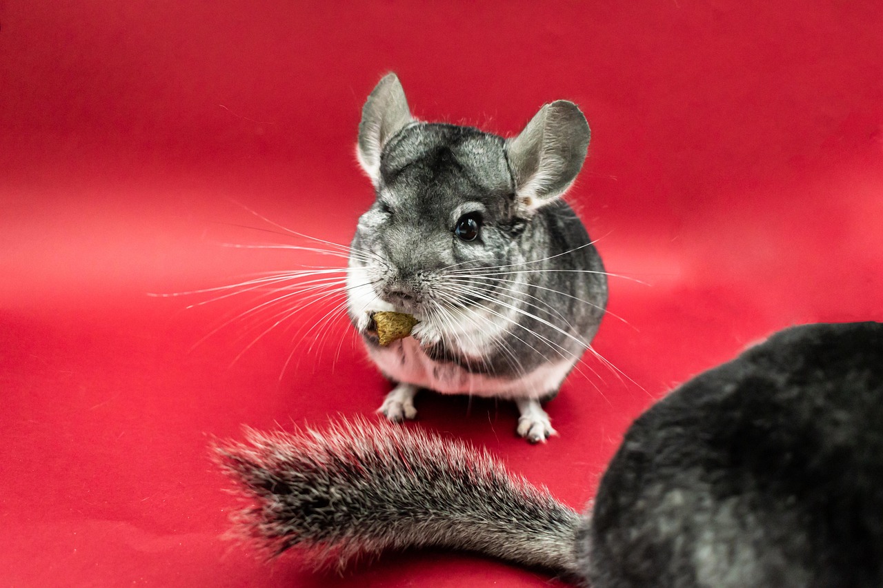 Chinchilla Domestic Adorable Free Photo On Pixabay