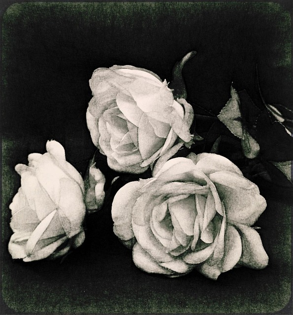 Rose Fleurs Des Roses - Photo gratuite sur Pixabay - Pixabay