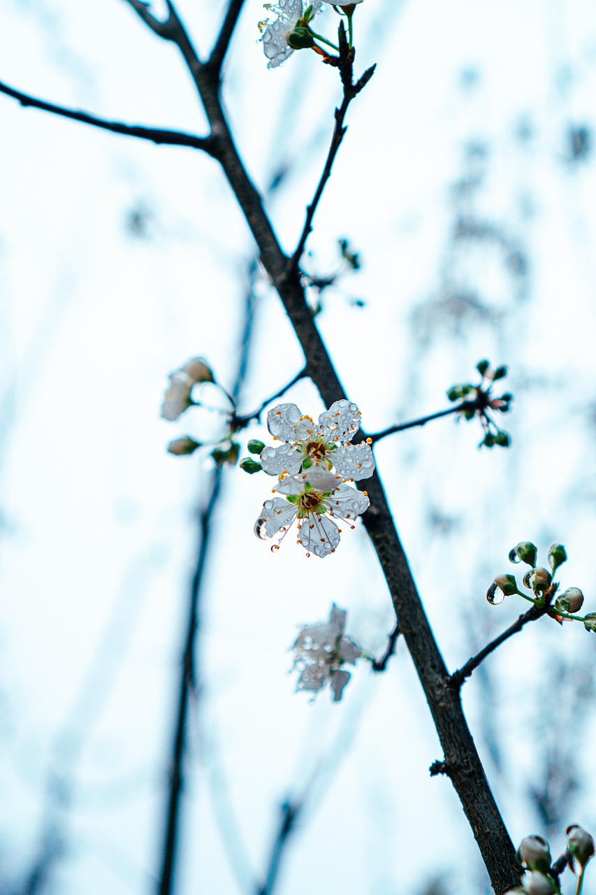 Blossom Tree Branch - Free photo on Pixabay - Pixabay