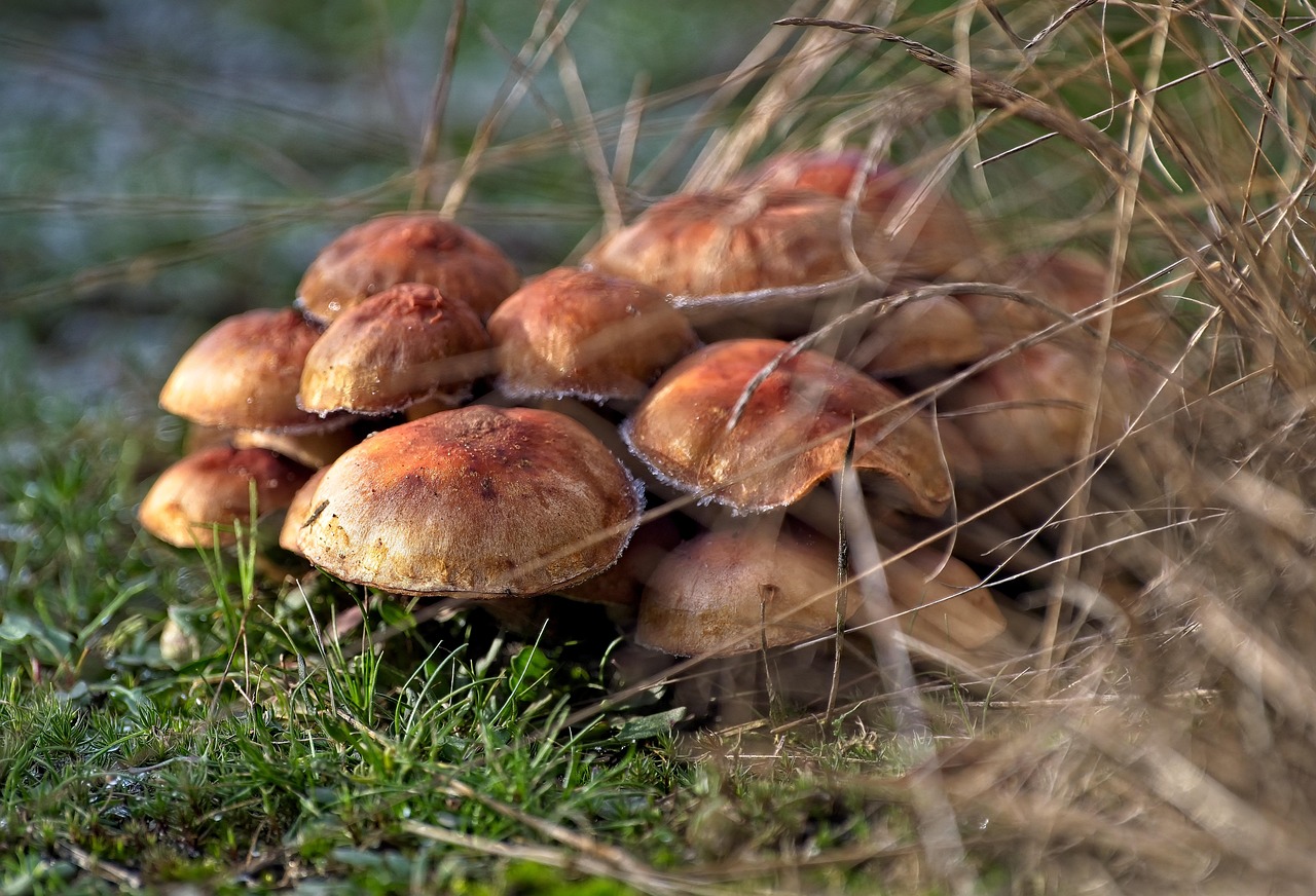Champiñones Esponja Especies De - Foto gratis en Pixabay - Pixabay