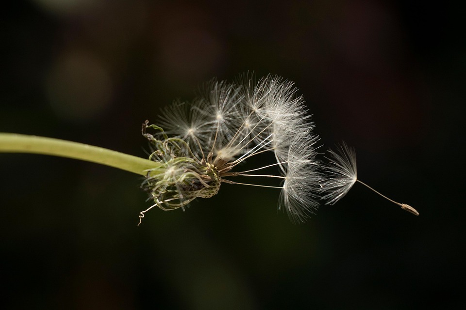 Dandelion Flower Flora - Free photo on Pixabay