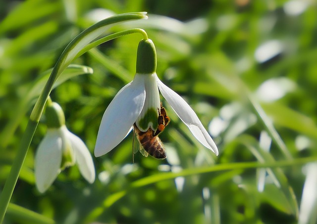 Insect Bee Snowdrop - Free photo on Pixabay