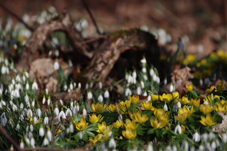 Flower Snowdrop Field - Free photo on Pixabay