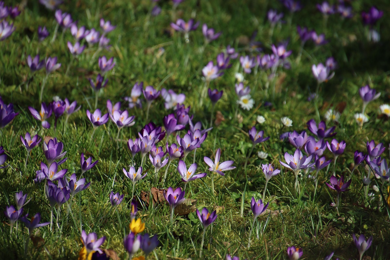 Flowers Crocuses Meadow - Free photo on Pixabay